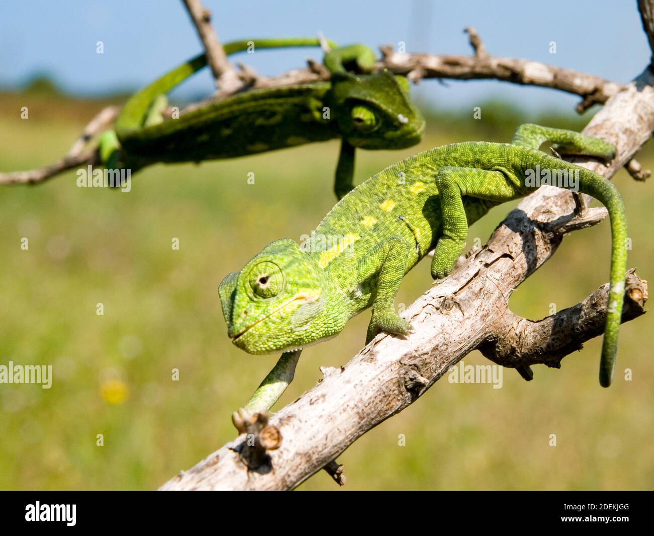 chamaeleo africanus, african chameleon in greece Stock Photo - Alamy