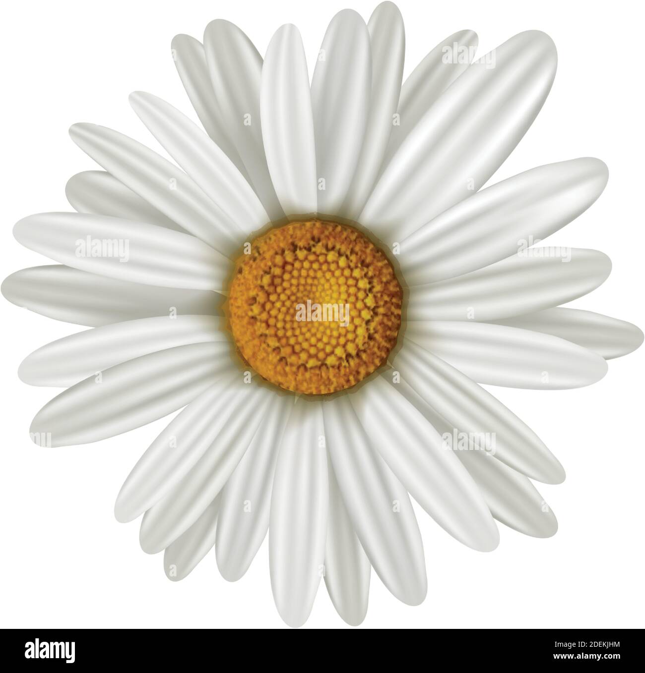 Vector camomile illustration, isolated on white background Stock Vector ...