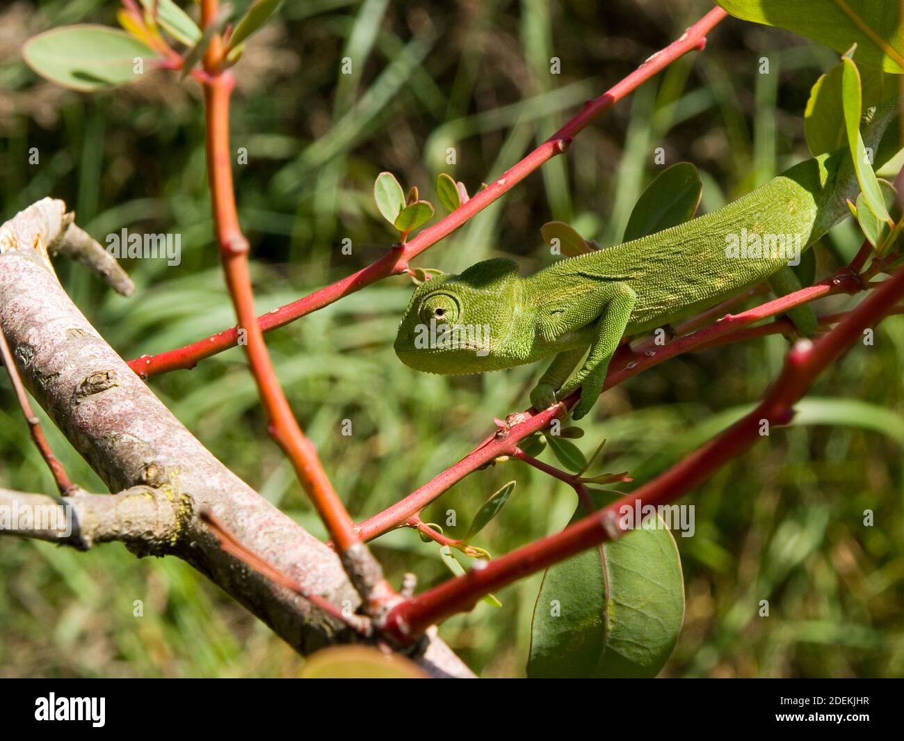 chamaeleo africanus, african chameleon in greece Stock Photo - Alamy