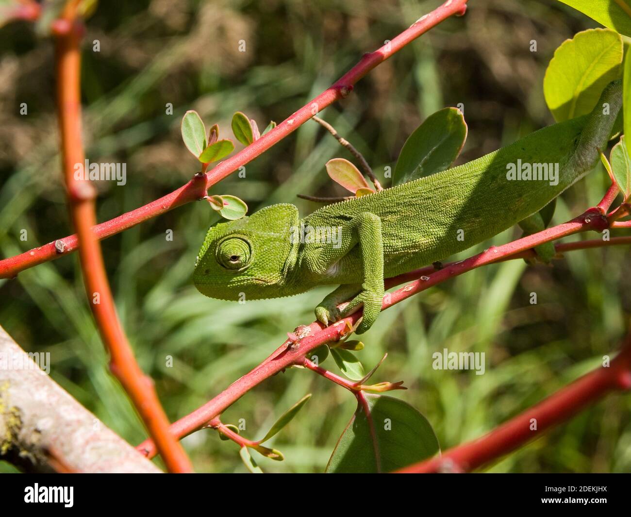 chamaeleo africanus, african chameleon in greece Stock Photo - Alamy