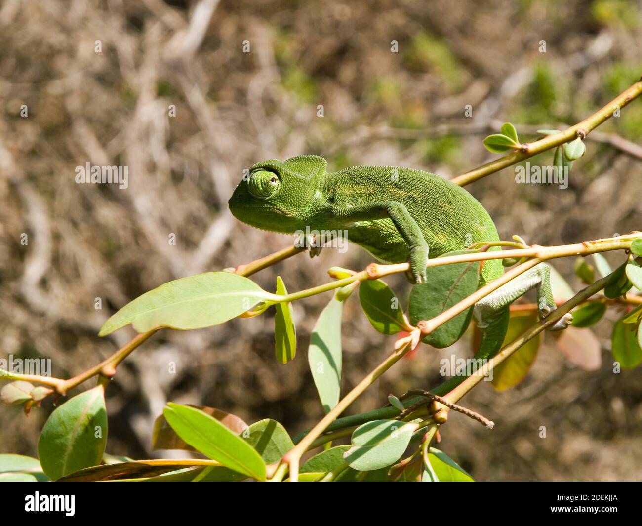 chamaeleo africanus, african chameleon in greece Stock Photo - Alamy
