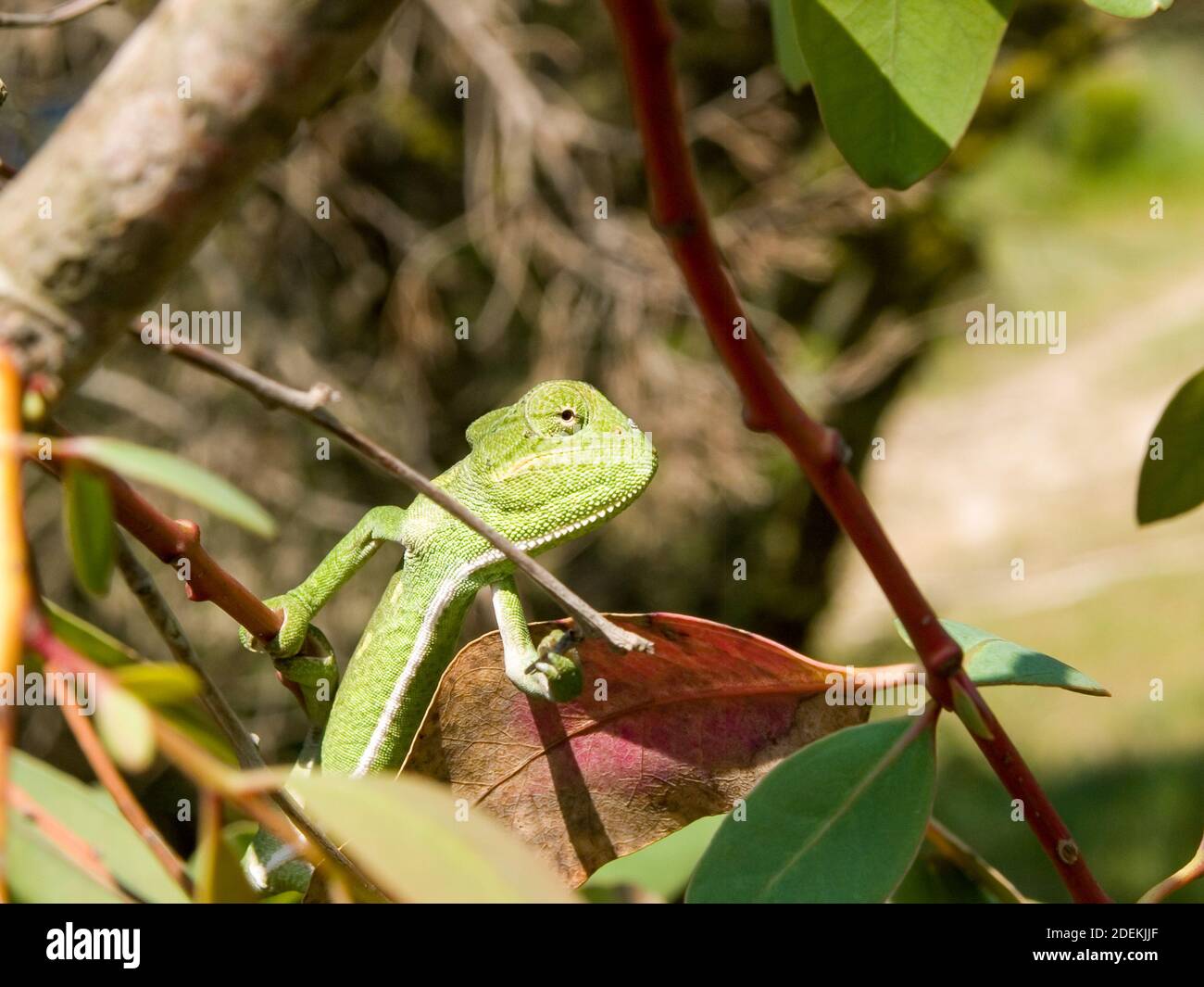 chamaeleo africanus, african chameleon in greece Stock Photo - Alamy