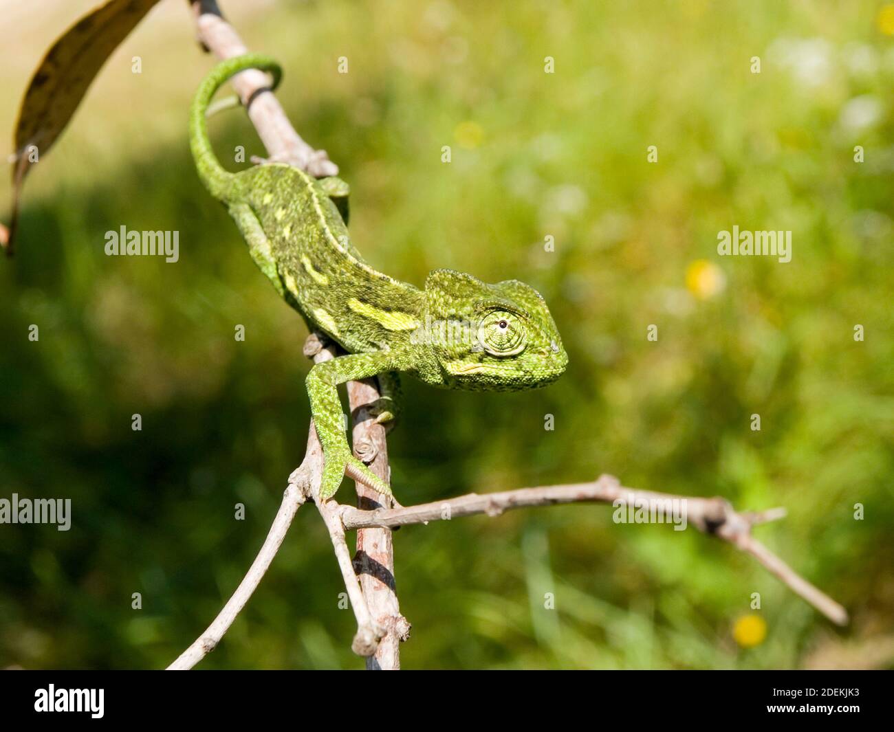 chamaeleo africanus, african chameleon in greece Stock Photo - Alamy
