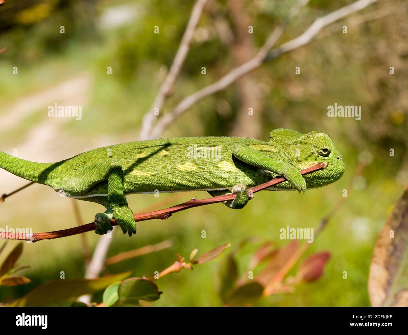 African chameleon chamaeleo africanus hi-res stock photography and ...