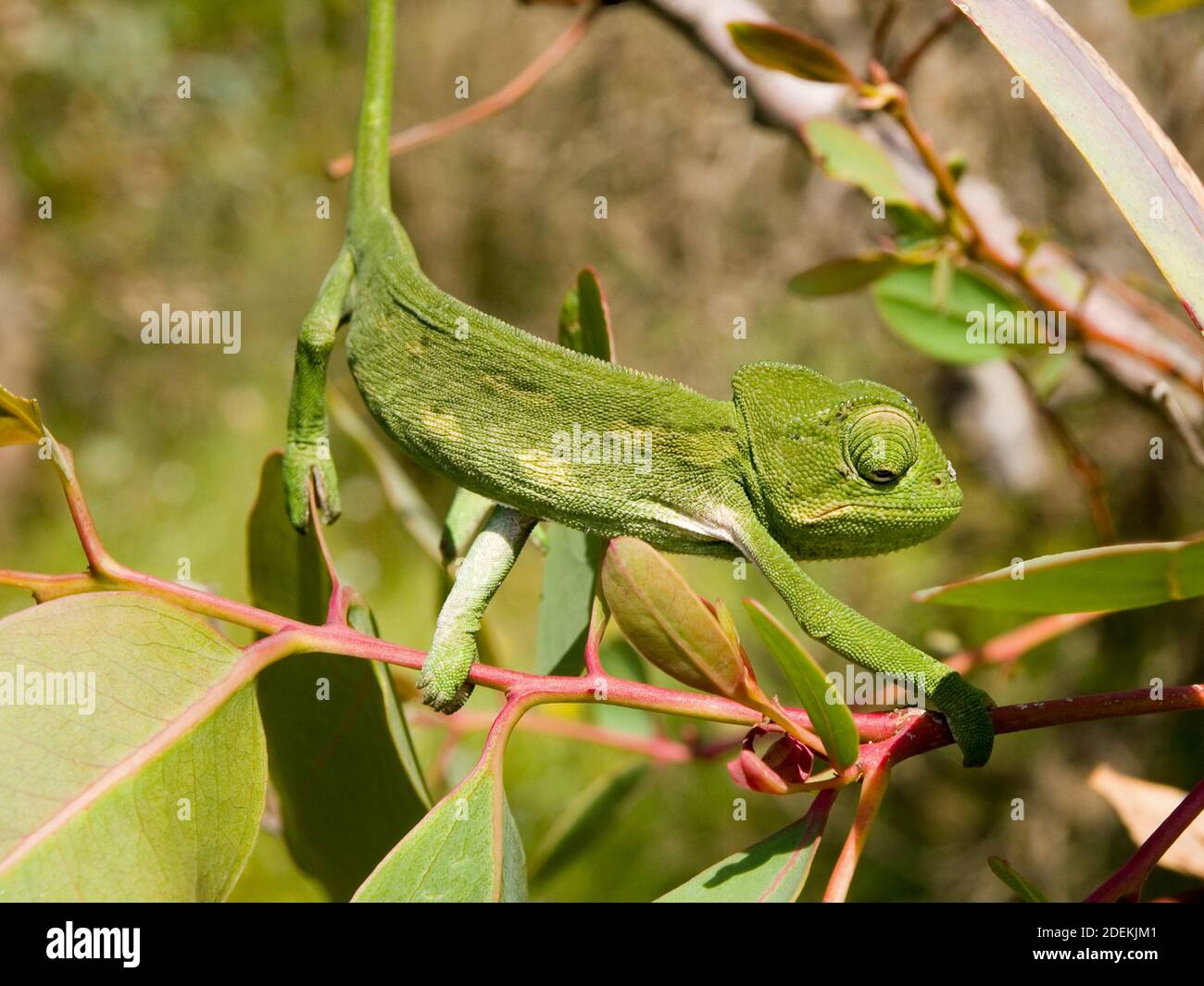 chamaeleo africanus, african chameleon in greece Stock Photo - Alamy