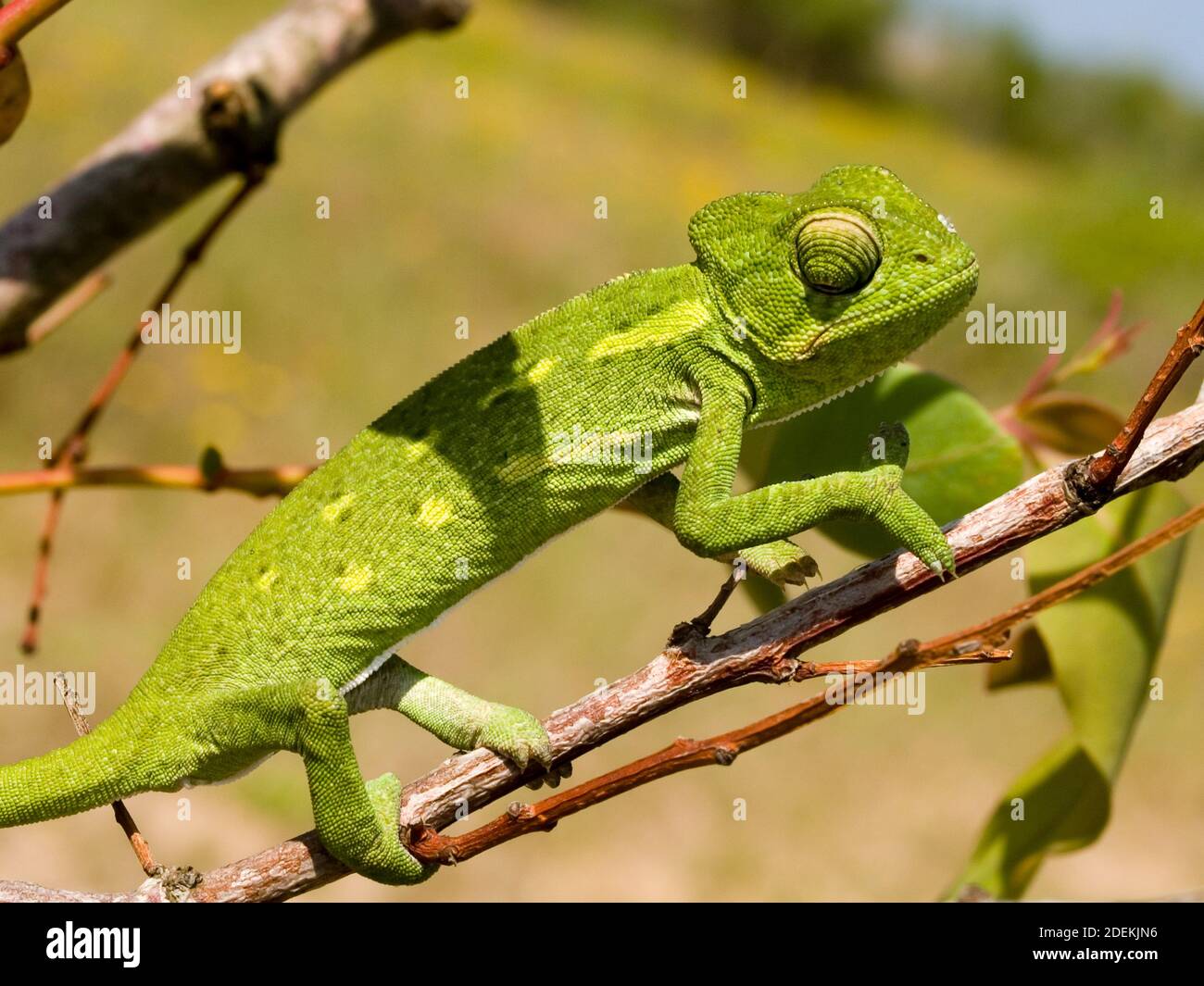 chamaeleo africanus, african chameleon in greece Stock Photo - Alamy