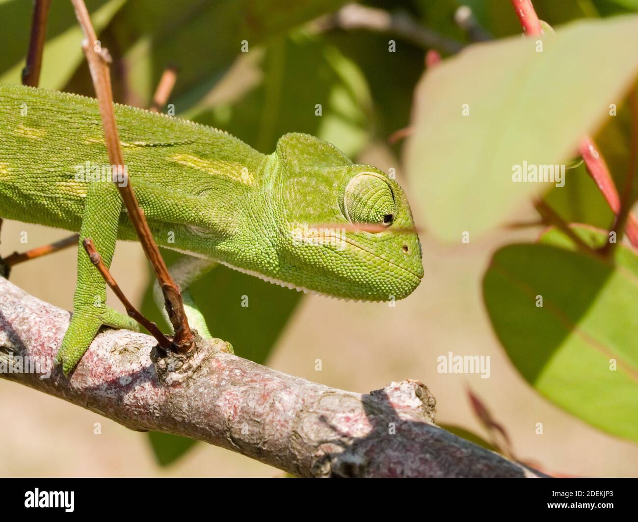 chamaeleo africanus, african chameleon in greece Stock Photo - Alamy