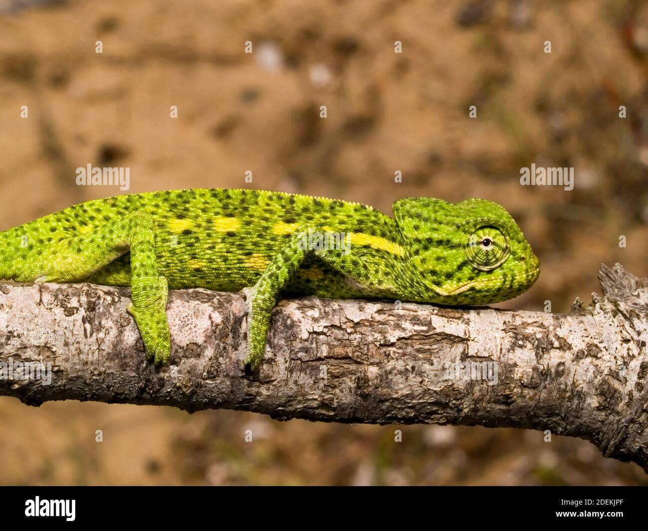 chamaeleo africanus, african chameleon in greece Stock Photo - Alamy
