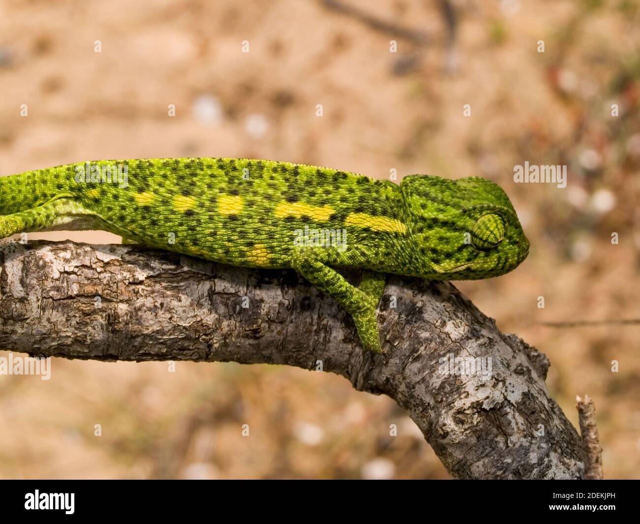 chamaeleo africanus, african chameleon in greece Stock Photo - Alamy