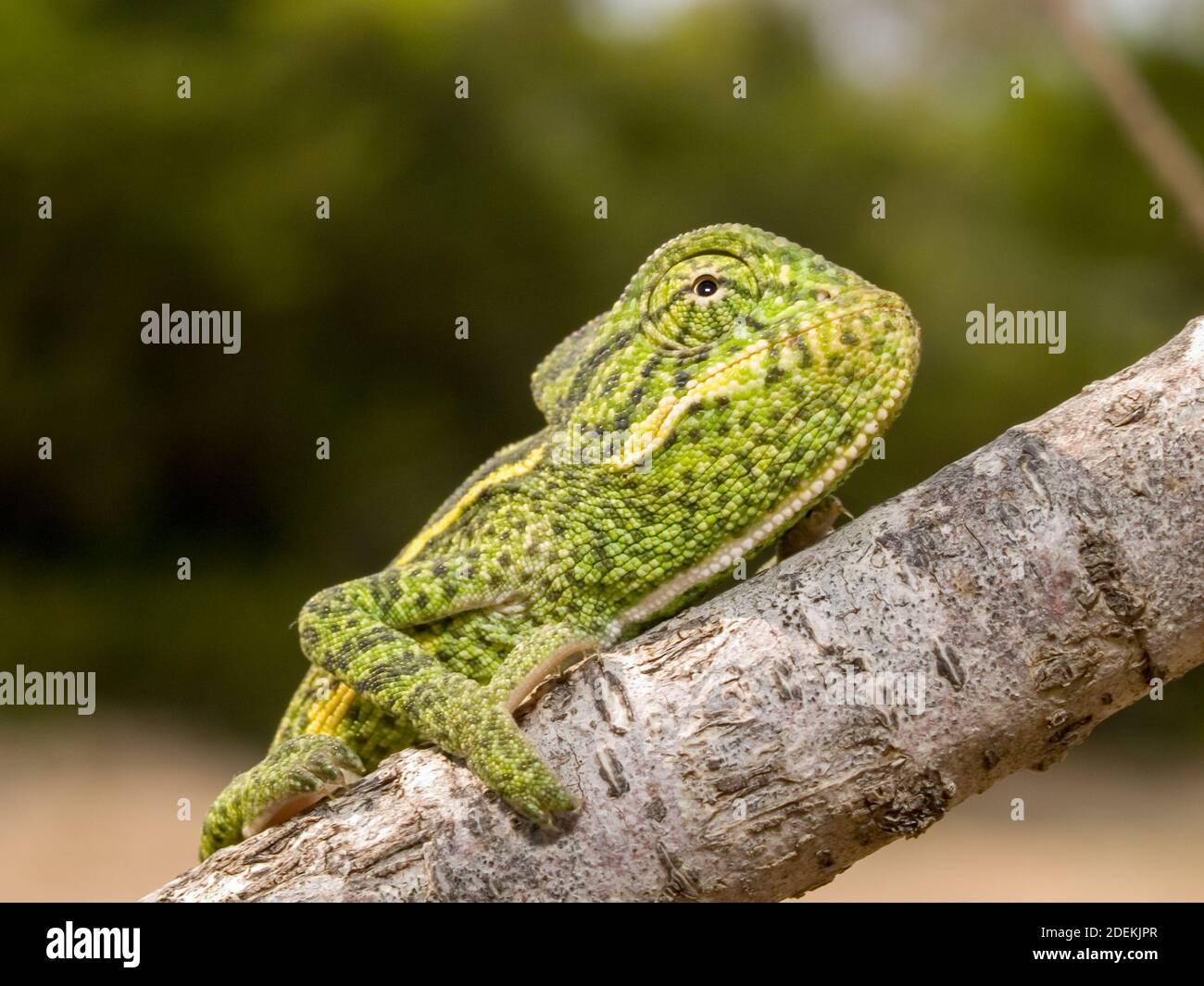 chamaeleo africanus, african chameleon in greece Stock Photo - Alamy