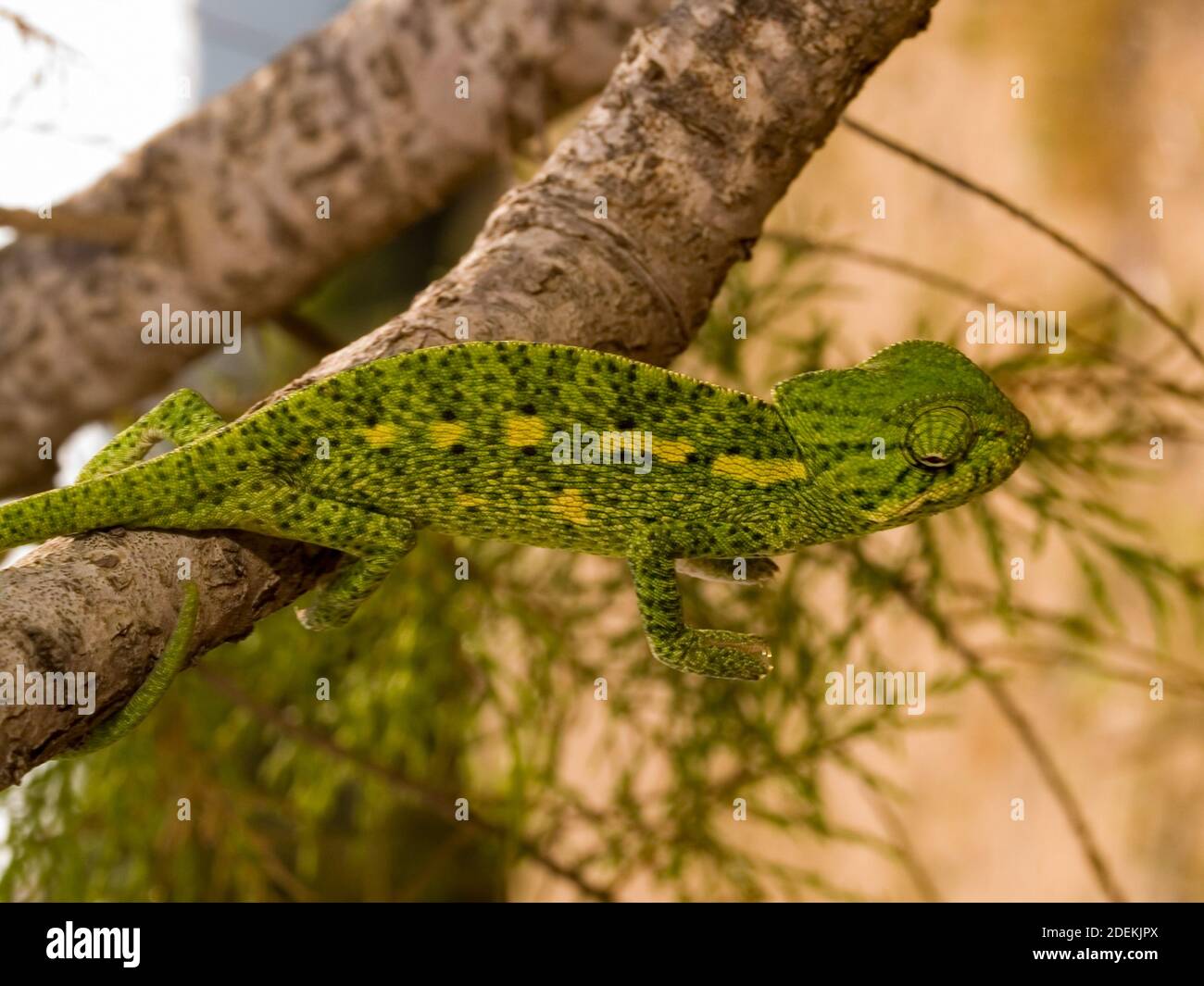 chamaeleo africanus, african chameleon in greece Stock Photo - Alamy