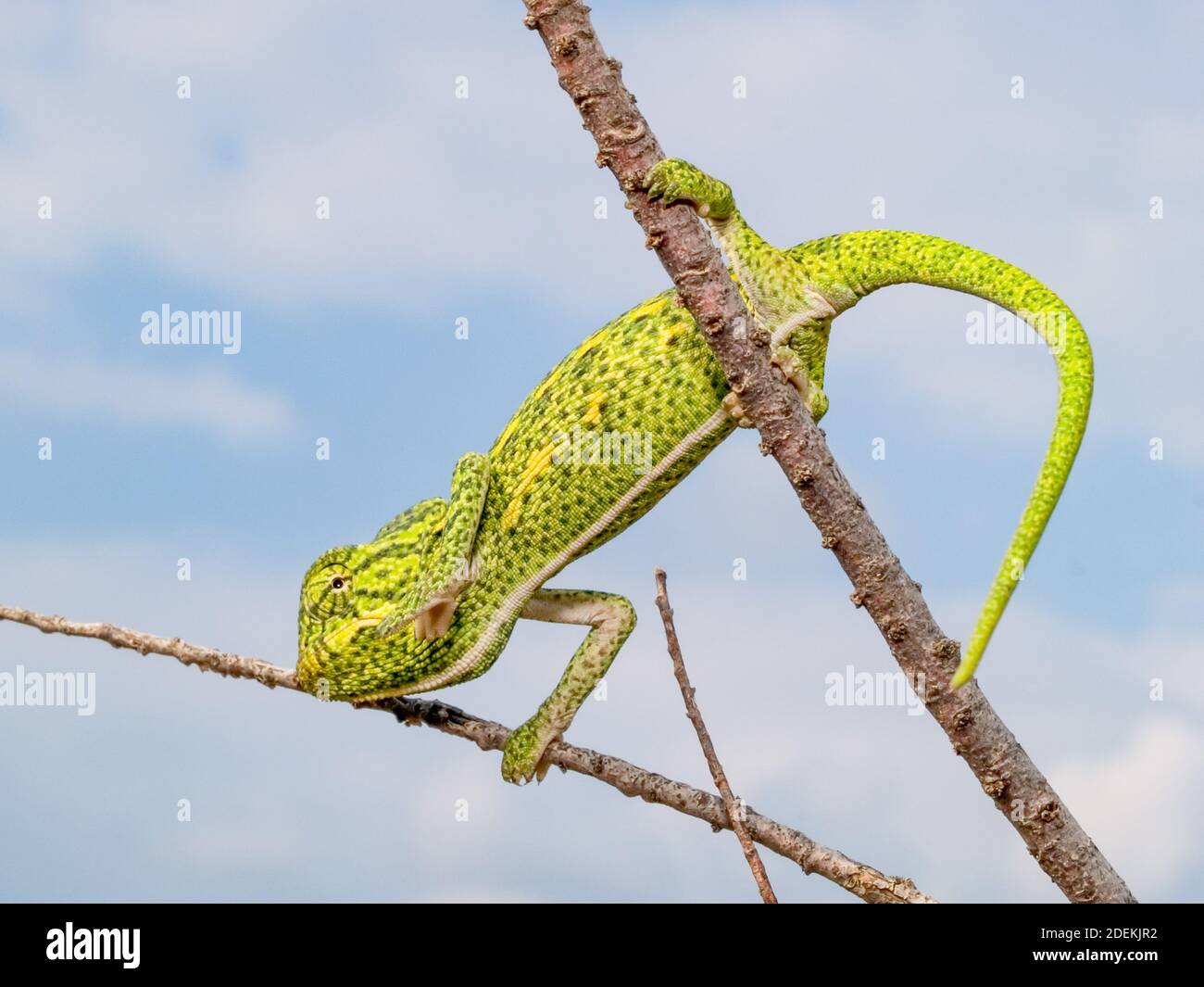 chamaeleo africanus, african chameleon in greece Stock Photo - Alamy