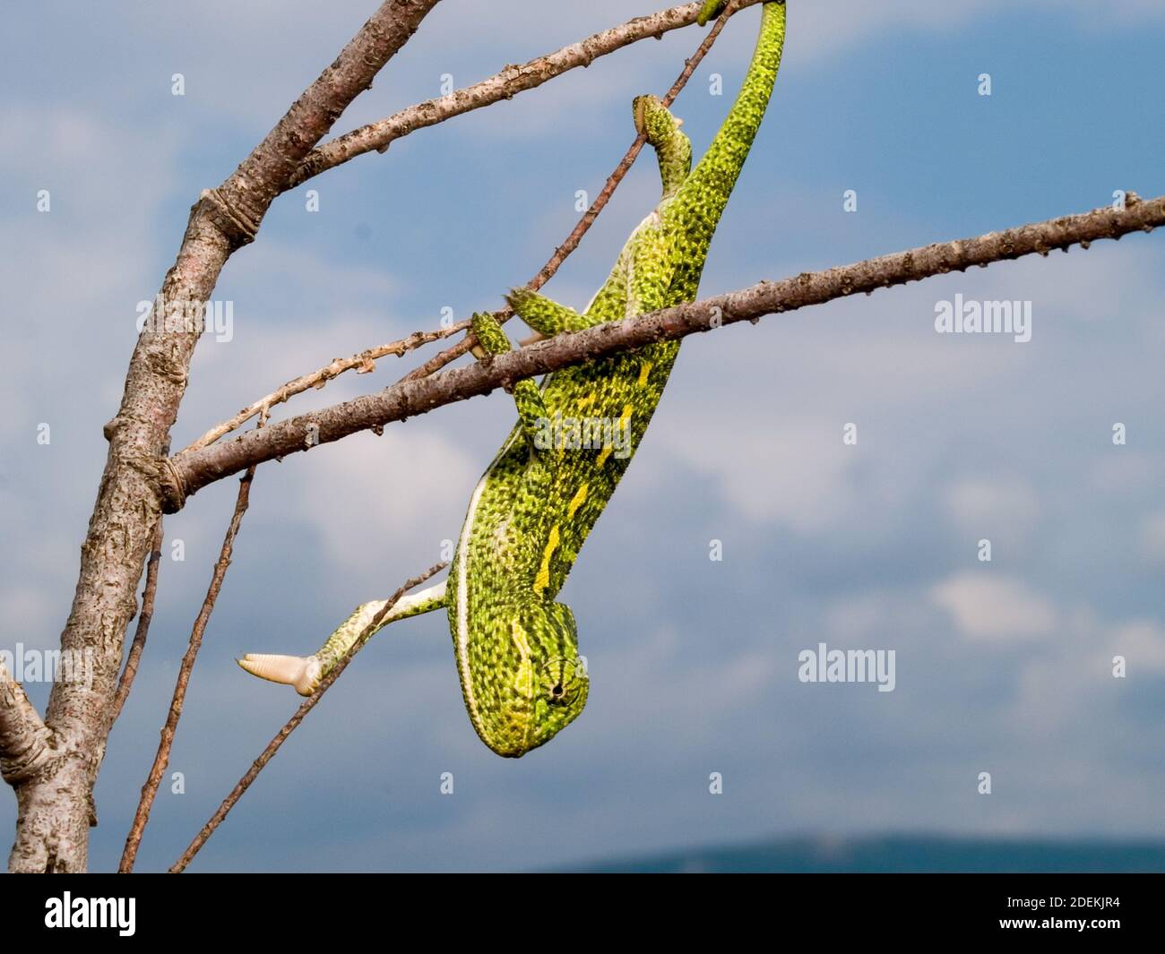 chamaeleo africanus, african chameleon in greece Stock Photo - Alamy