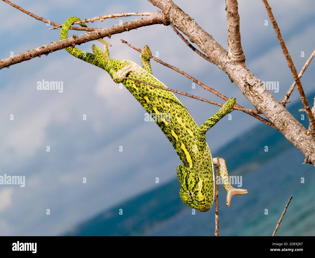 chamaeleo africanus, african chameleon in greece Stock Photo - Alamy