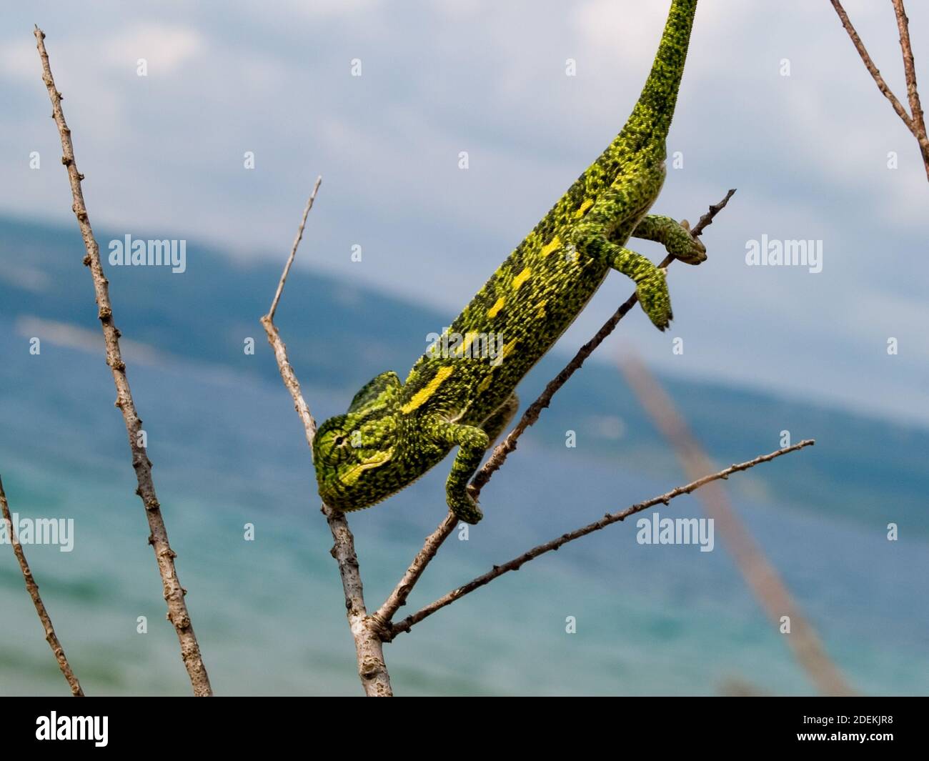 chamaeleo africanus, african chameleon in greece Stock Photo - Alamy