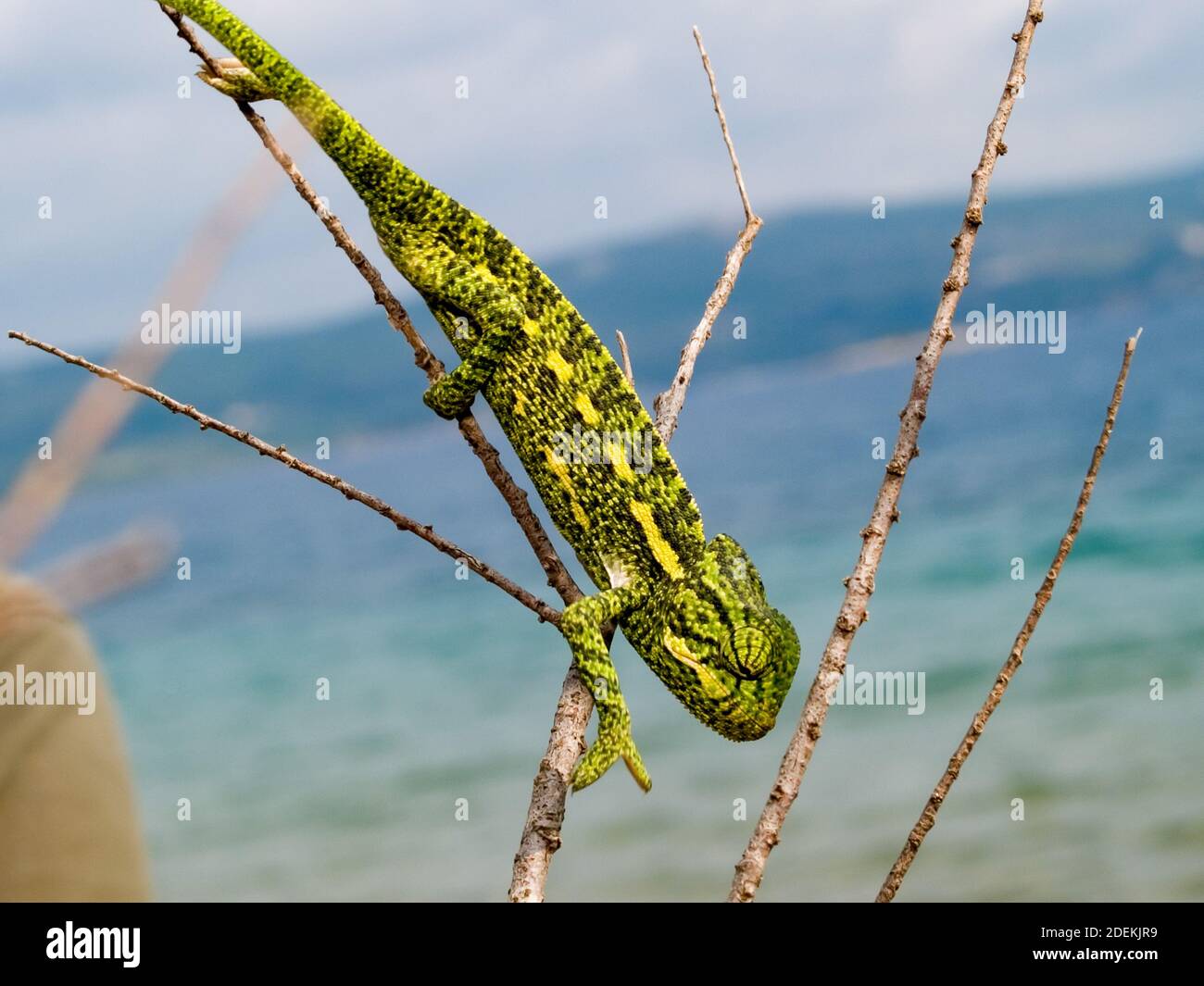 chamaeleo africanus, african chameleon in greece Stock Photo - Alamy