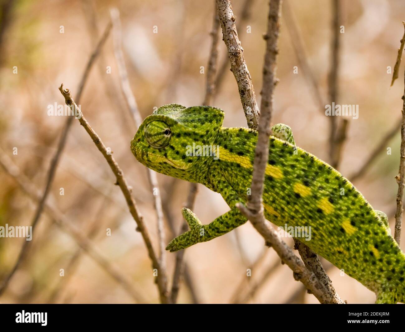 chamaeleo africanus, african chameleon in greece Stock Photo - Alamy