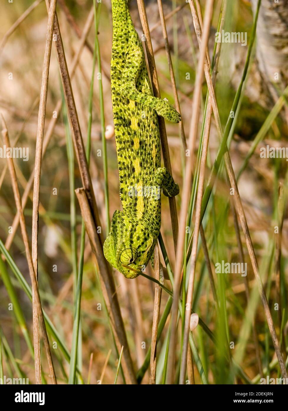 chamaeleo africanus, african chameleon in greece Stock Photo - Alamy