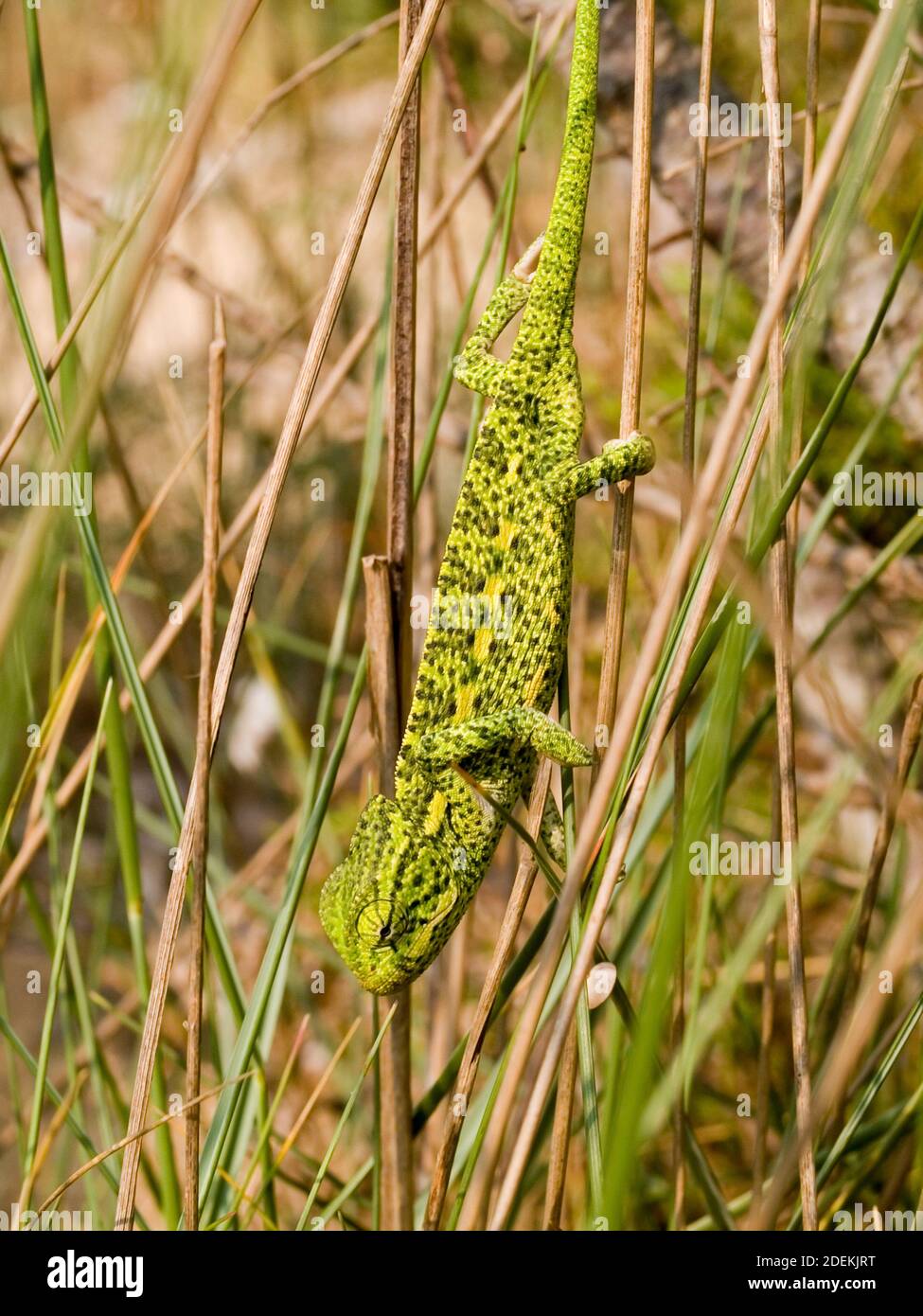 chamaeleo africanus, african chameleon in greece Stock Photo - Alamy