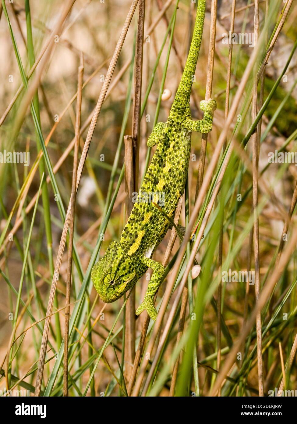 chamaeleo africanus, african chameleon in greece Stock Photo - Alamy
