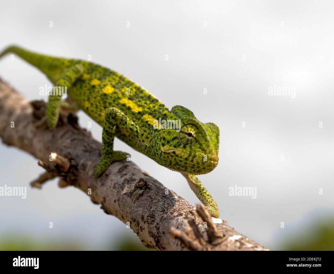 chamaeleo africanus, african chameleon in greece Stock Photo - Alamy