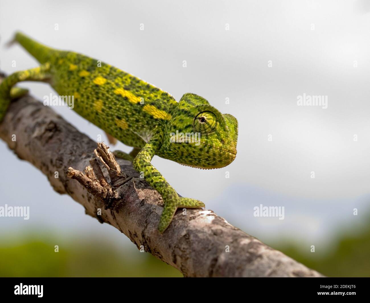 chamaeleo africanus, african chameleon in greece Stock Photo - Alamy