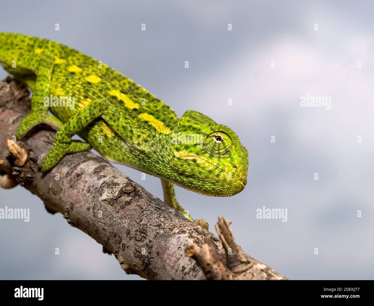 chamaeleo africanus, african chameleon in greece Stock Photo - Alamy
