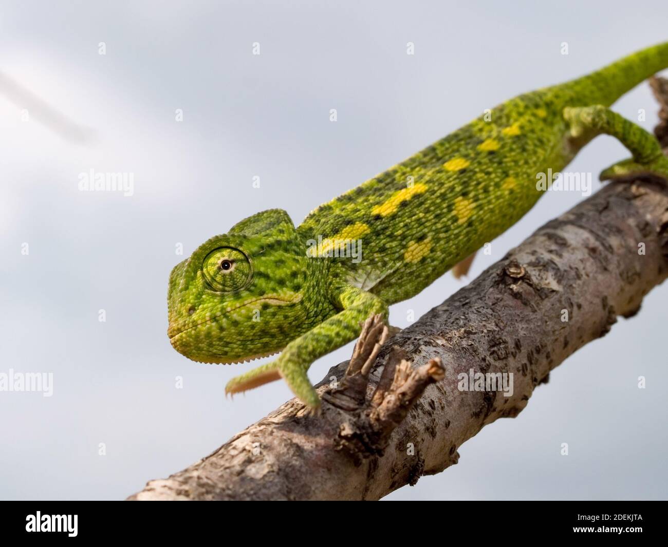 chamaeleo africanus, african chameleon in greece Stock Photo - Alamy