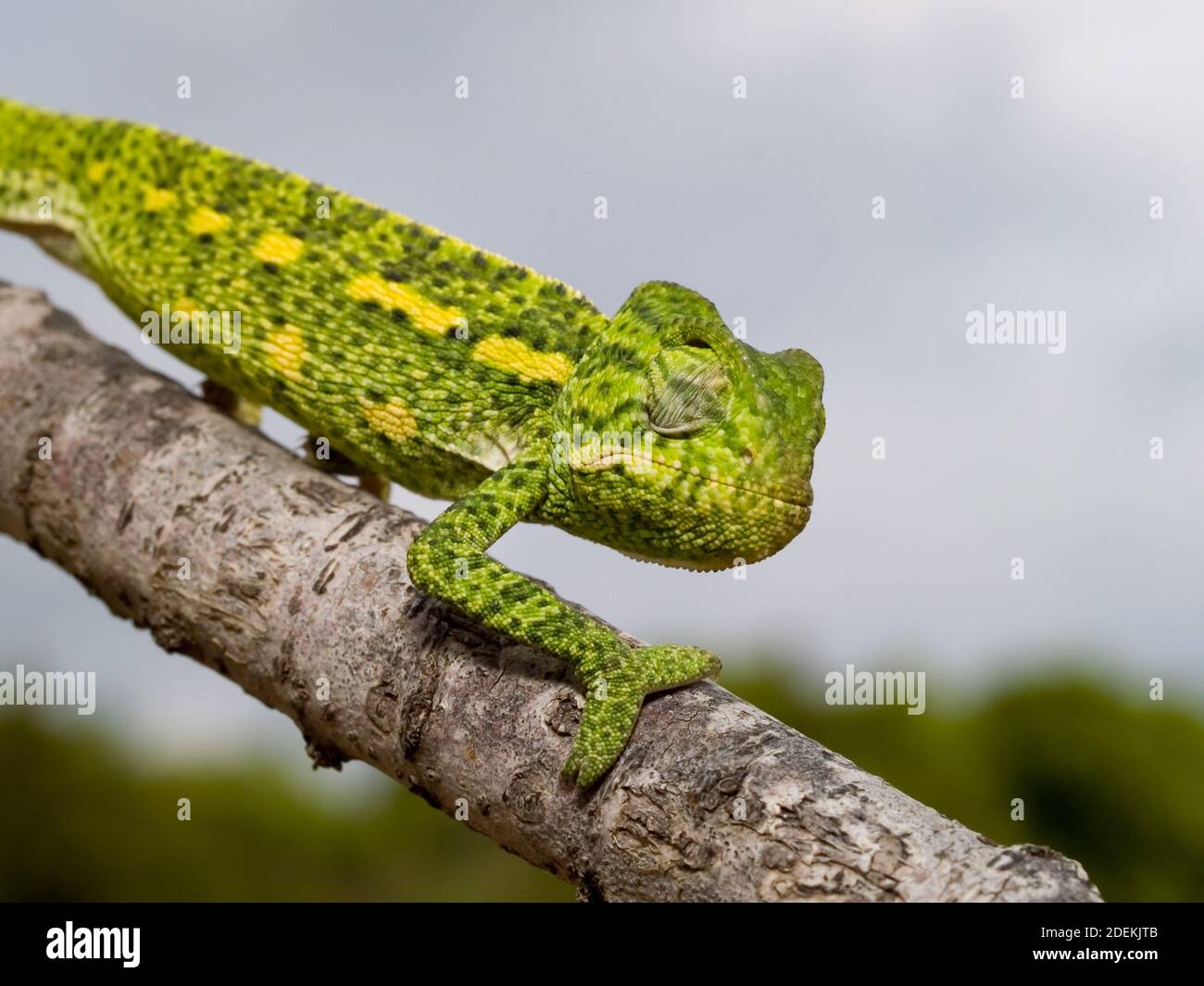 chamaeleo africanus, african chameleon in greece Stock Photo - Alamy