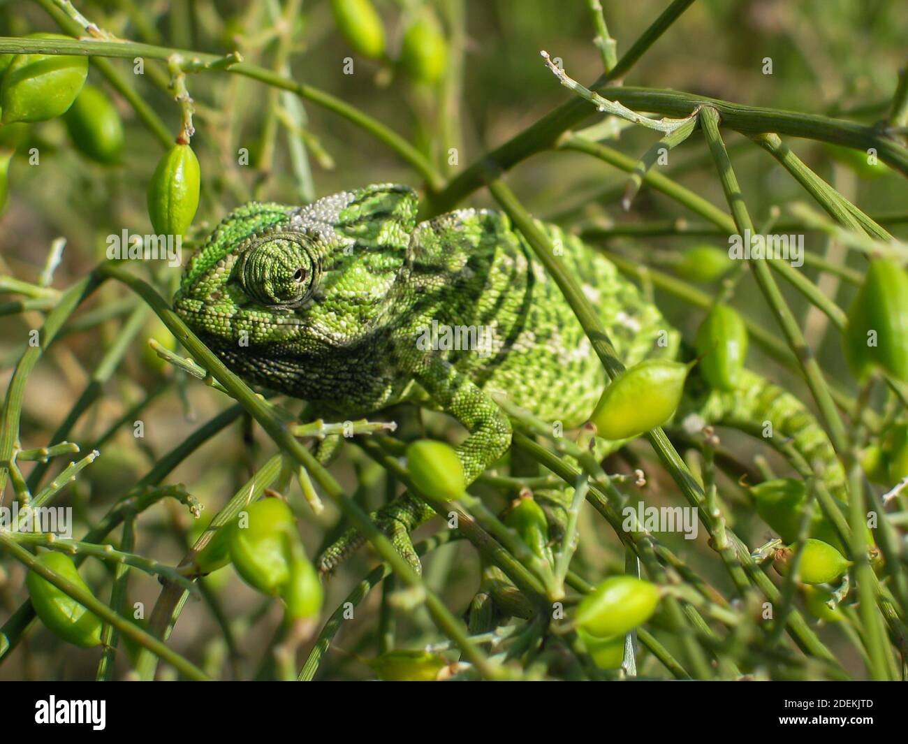 chamaeleo chamaeleon, european chameleon in spain Stock Photo - Alamy