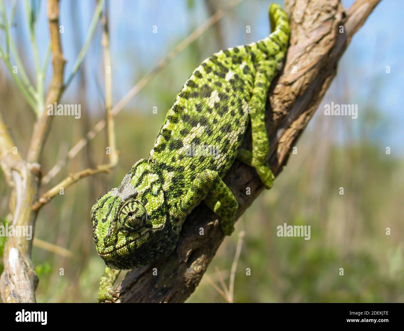 chamaeleo chamaeleon, european chameleon in spain Stock Photo - Alamy