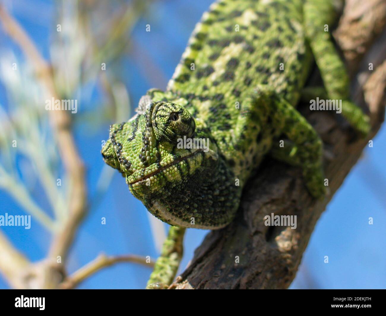 chamaeleo chamaeleon, european chameleon in spain Stock Photo - Alamy