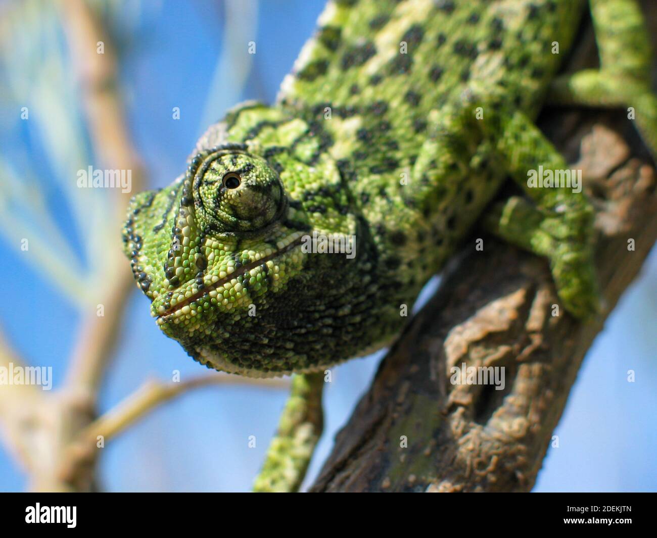 chamaeleo chamaeleon, european chameleon in spain Stock Photo - Alamy