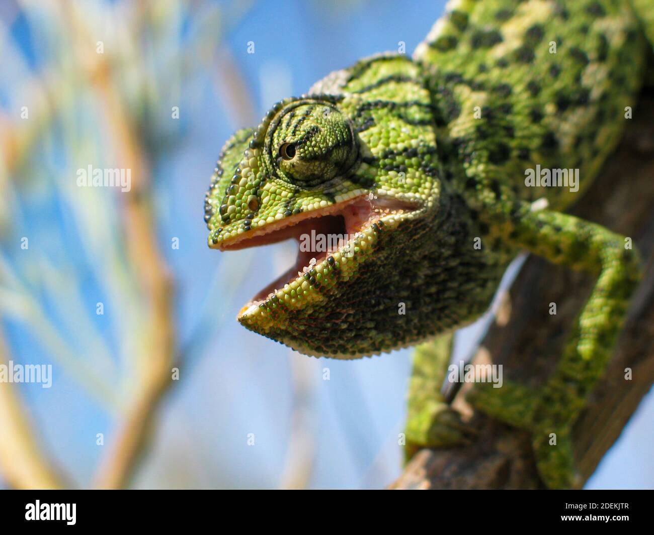 chamaeleo chamaeleon, european chameleon in spain Stock Photo - Alamy