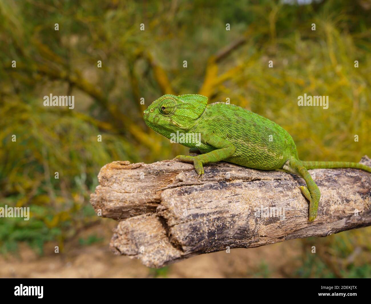 chamaeleo chamaeleon, european chameleon in spain Stock Photo - Alamy