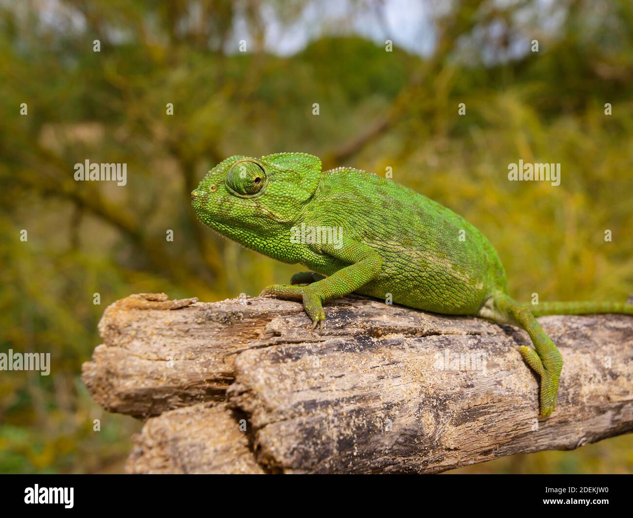chamaeleo chamaeleon, european chameleon in spain Stock Photo - Alamy