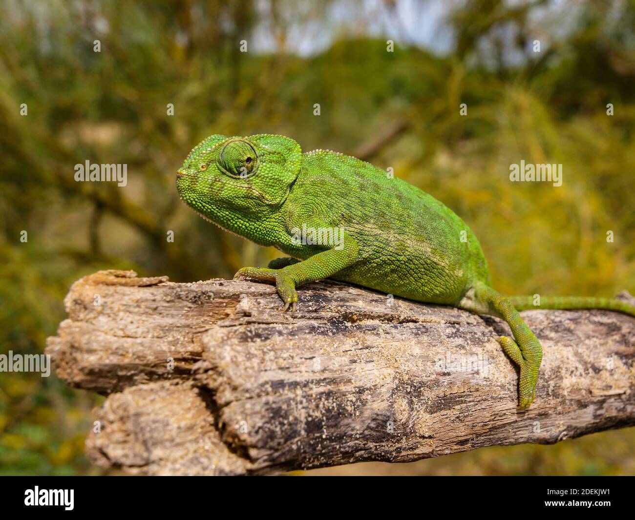 chamaeleo chamaeleon, european chameleon in spain Stock Photo - Alamy