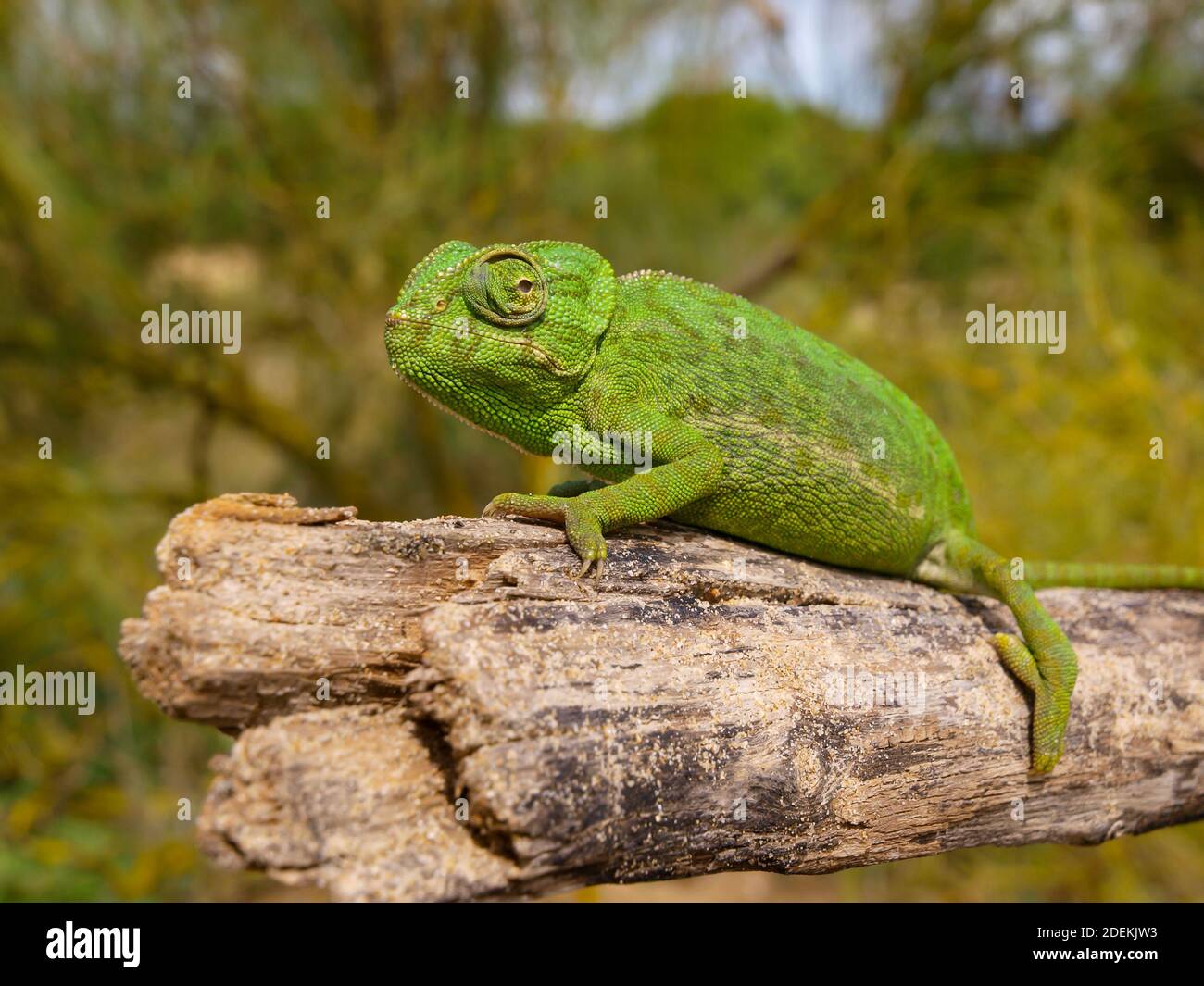 chamaeleo chamaeleon, european chameleon in spain Stock Photo - Alamy