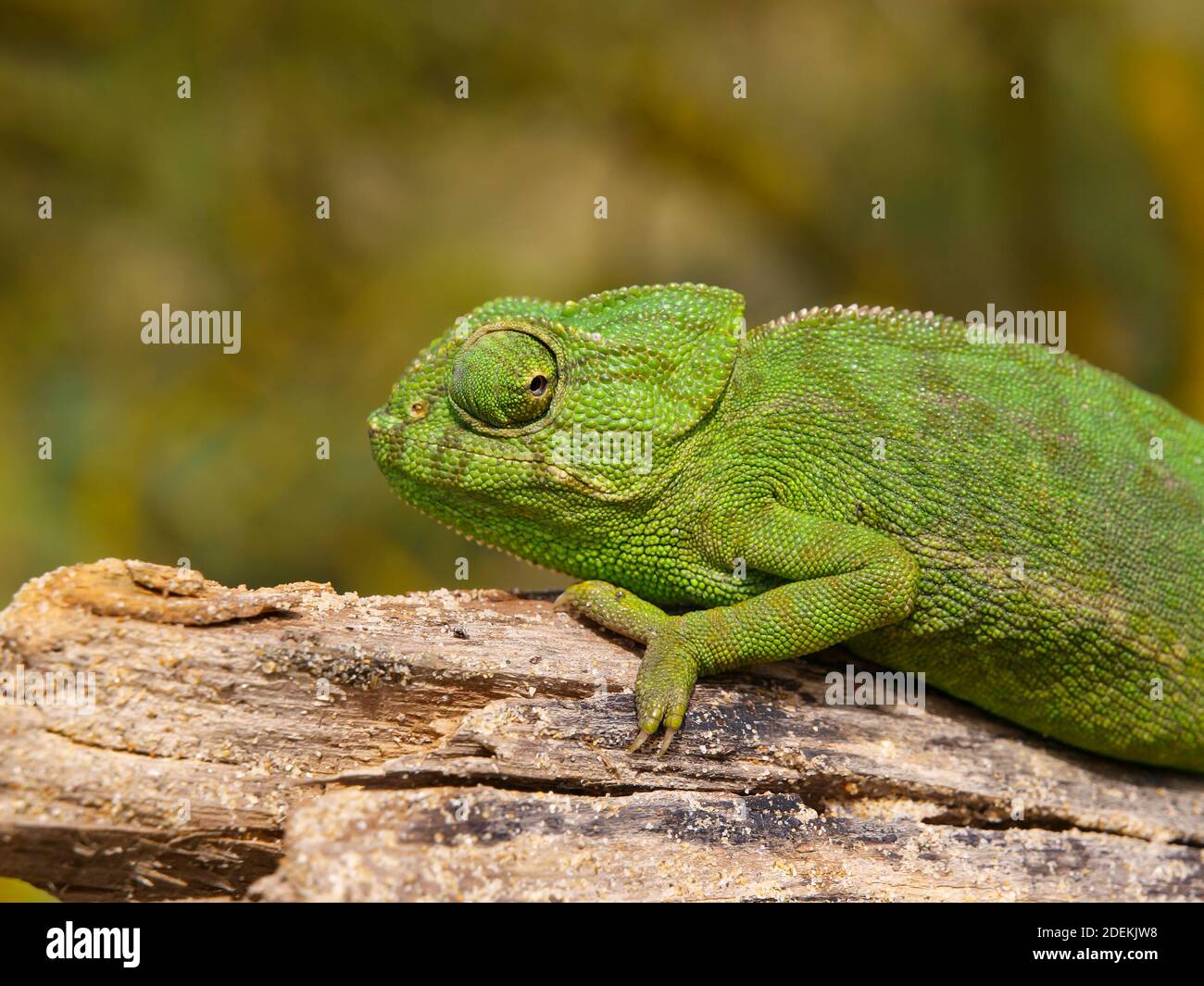 chamaeleo chamaeleon, european chameleon in spain Stock Photo - Alamy