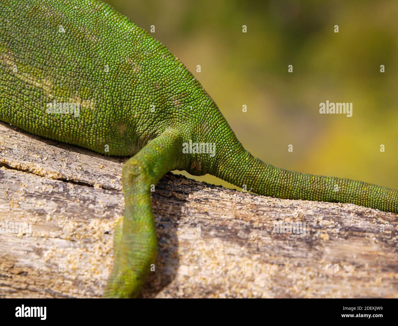 chamaeleo chamaeleon, european chameleon in spain Stock Photo - Alamy
