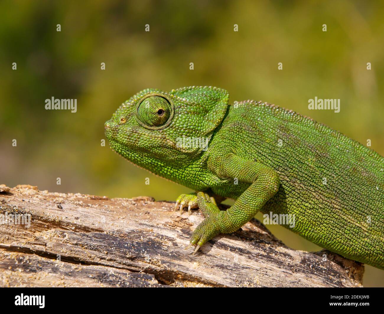 chamaeleo chamaeleon, european chameleon in spain Stock Photo - Alamy