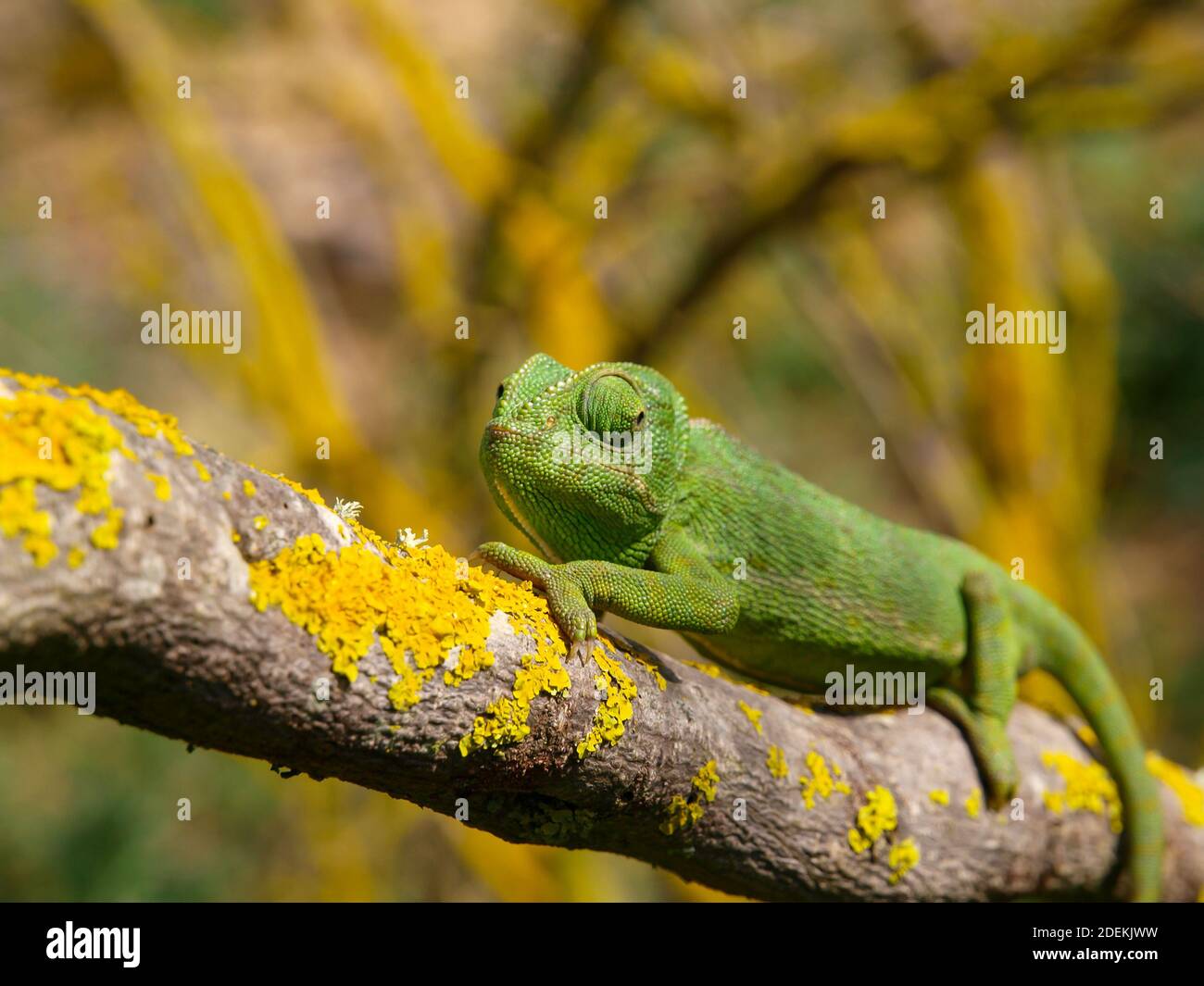 chamaeleo chamaeleon, european chameleon in spain Stock Photo - Alamy