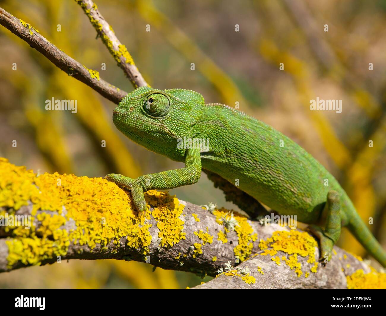 chamaeleo chamaeleon, european chameleon in spain Stock Photo - Alamy