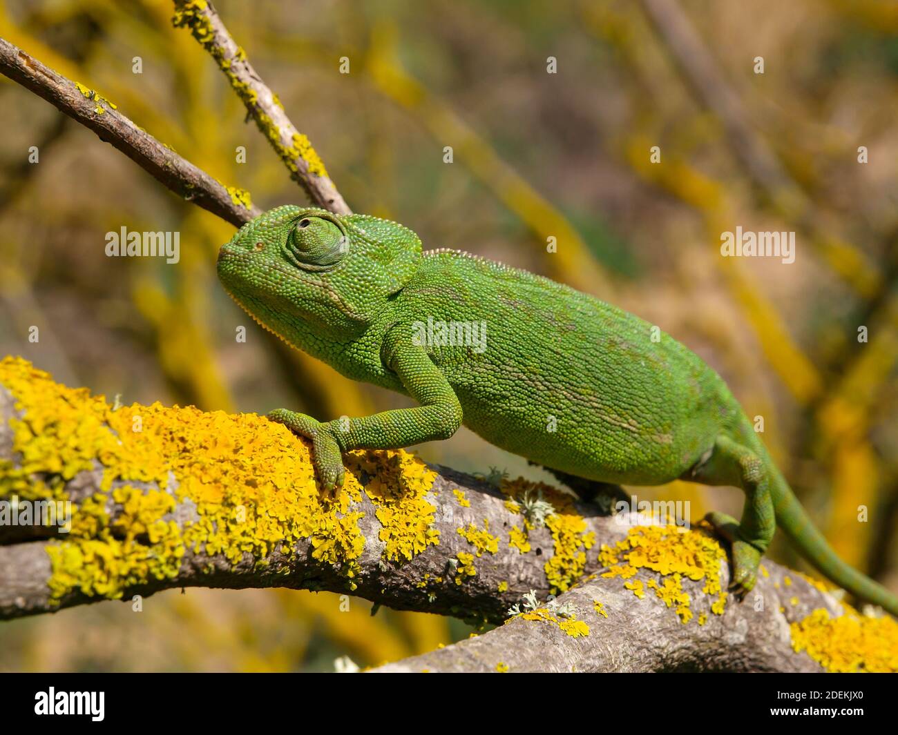 chamaeleo chamaeleon, european chameleon in spain Stock Photo - Alamy