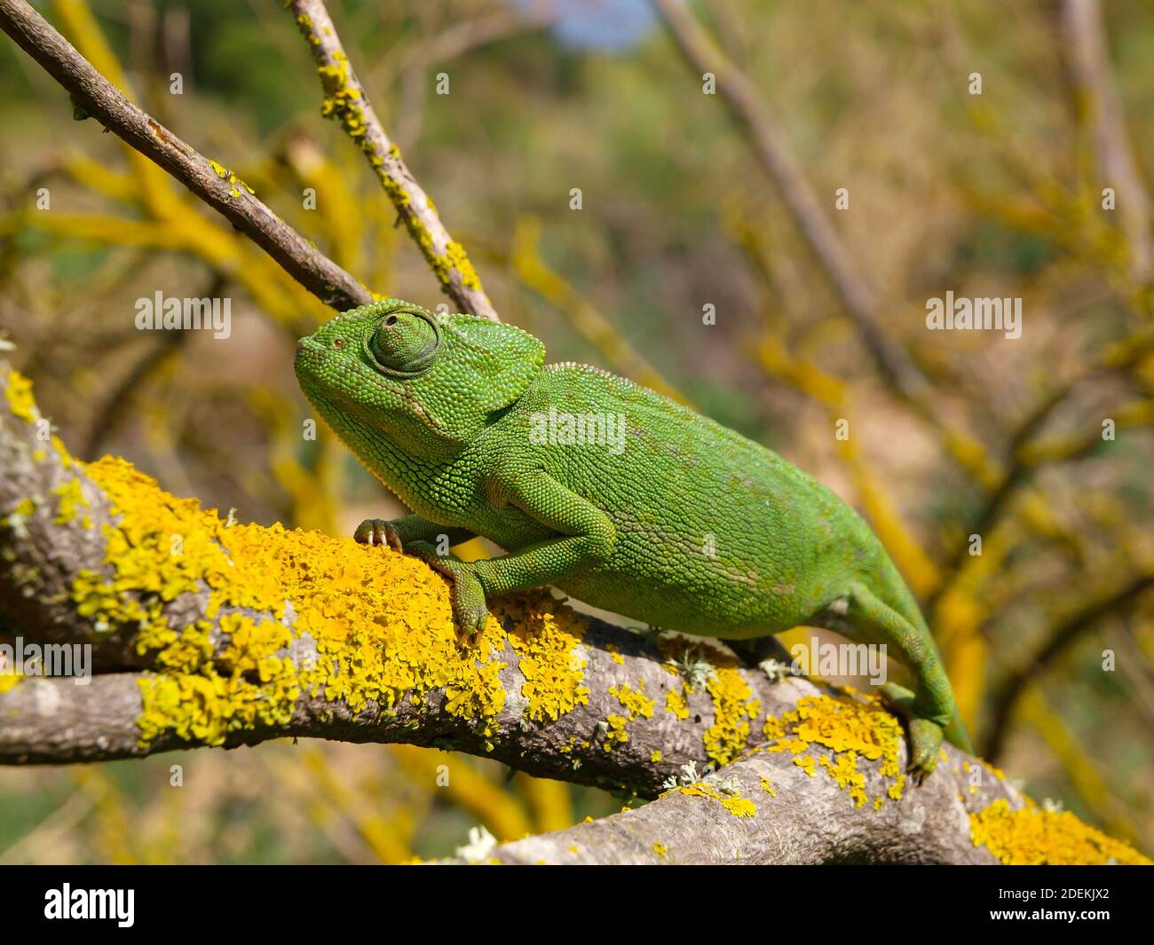 chamaeleo chamaeleon, european chameleon in spain Stock Photo - Alamy