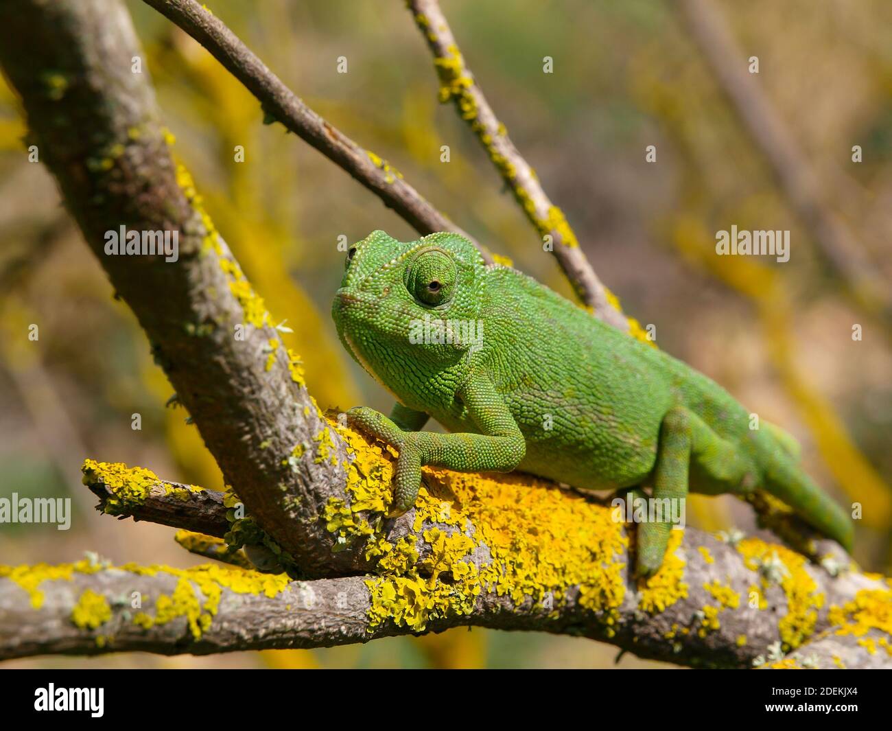 chamaeleo chamaeleon, european chameleon in spain Stock Photo - Alamy