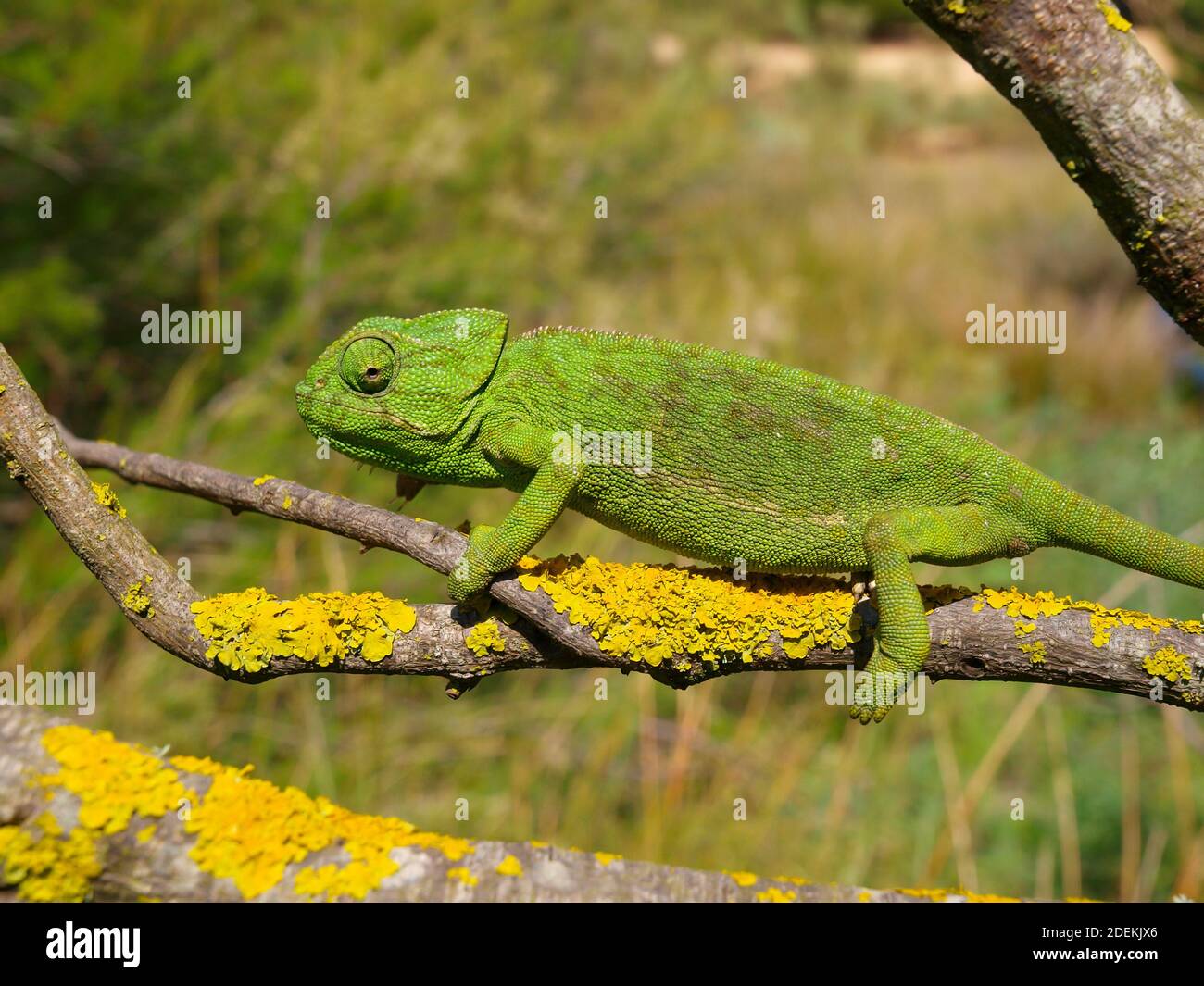 chamaeleo chamaeleon, european chameleon in spain Stock Photo - Alamy