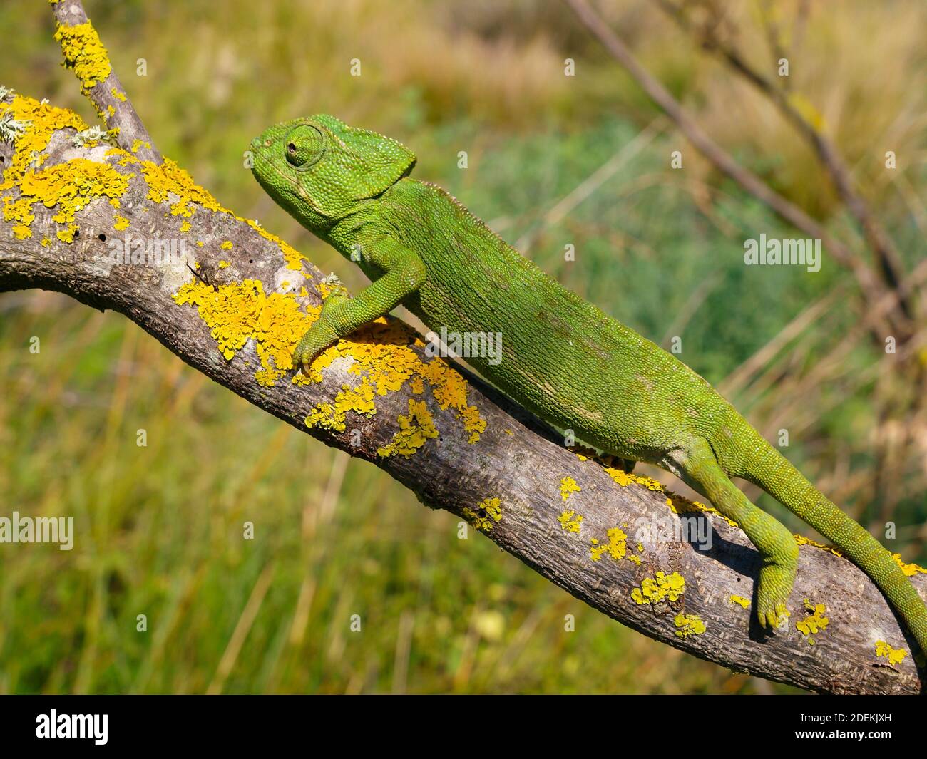 chamaeleo chamaeleon, european chameleon in spain Stock Photo - Alamy