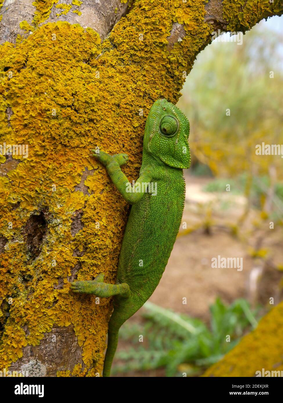 chamaeleo chamaeleon, european chameleon in spain Stock Photo - Alamy