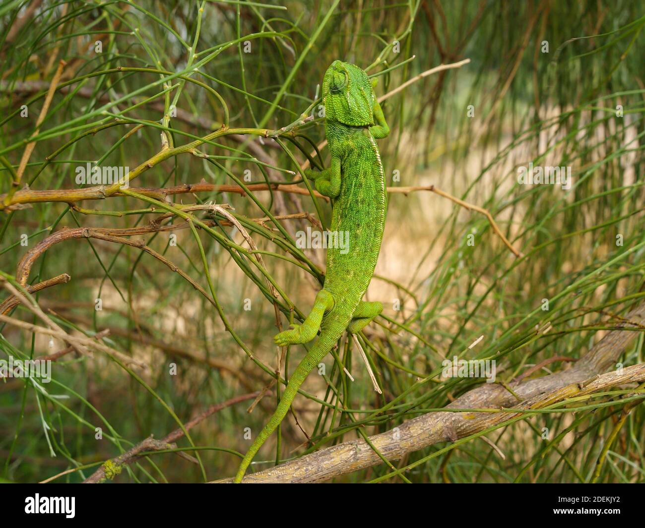 chamaeleo chamaeleon, european chameleon in spain Stock Photo - Alamy